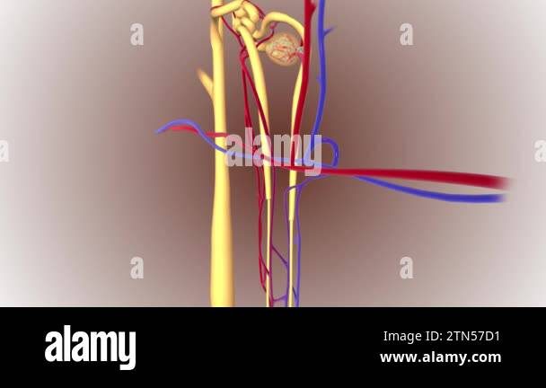 The main components of the nephron are the glomerulus, the Bowman's ...