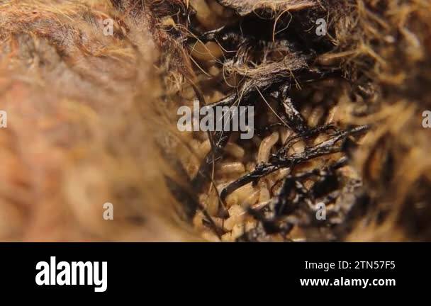 Larvae of flies on a cat's carcass. Common green bottle fly (Lucilia ...