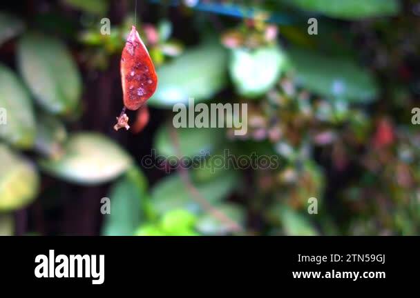 Green lead building Stock Videos & Footage - HD and 4K Video Clips - Alamy