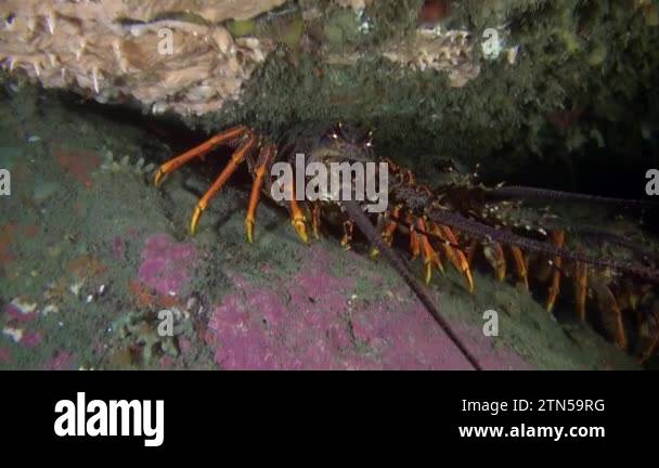 Underwater landscape video in water of New Zealand in Pacific Ocean and ...