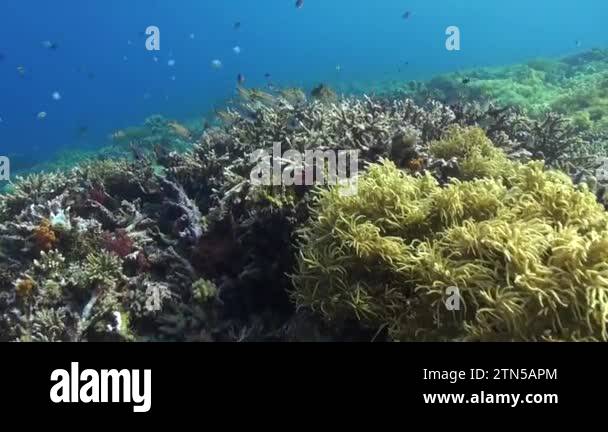 Coral gardens of Bali showcase delicate beauty of these marine ...