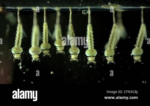 Mosquito larva in water new hatch baby born disease Dengue fever larvae ...