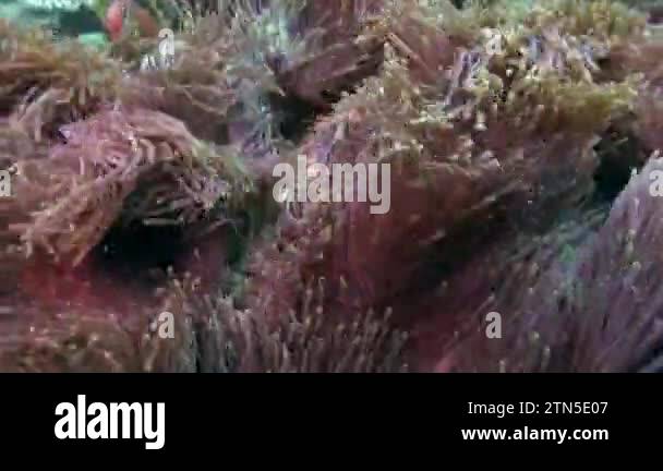 Witness stunning underwater view of fish and corals in Maldives. And if ...