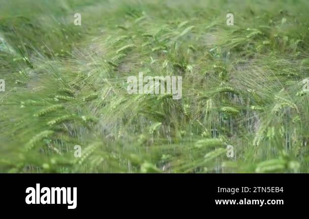Field growing green barley Stock Videos & Footage - HD and 4K Video ...