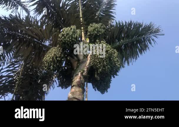 Aren (Arenga pinnata Merr.) is a multi purpose tree that has long been ...