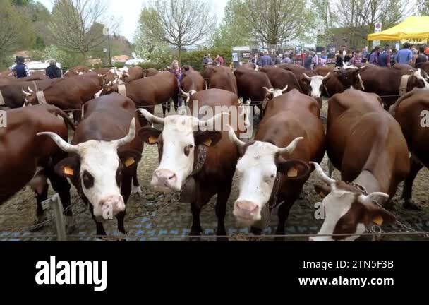 alpine cows. farming. breeding alpine cows. Well-fed, well-groomed ...