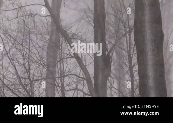 Windy snowstorm Stock Videos & Footage - HD and 4K Video Clips - Alamy