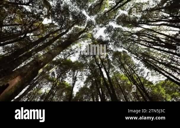 Alerce tree fitzroya cupressoides wild Stock Videos & Footage - HD and ...