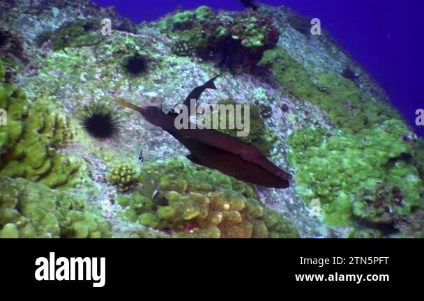 Close-up of flute fish sucking on back of another fish. Fistularia ...