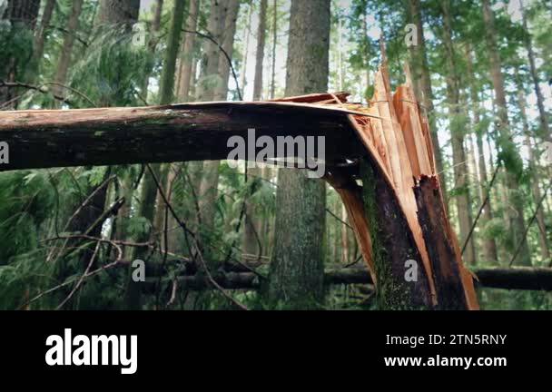 Broken tree trunks storm damage Stock Videos & Footage - HD and 4K ...