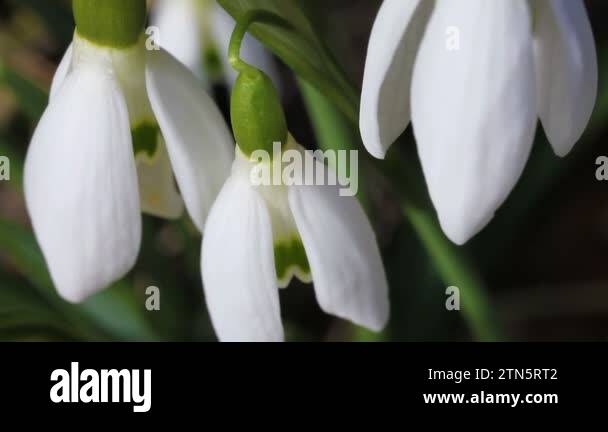 Genus galanthus Stock Videos & Footage - HD and 4K Video Clips - Alamy