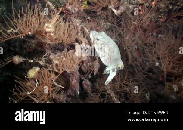 Box fish swimming in coral underwater in Maldives close-up. Fish are ...