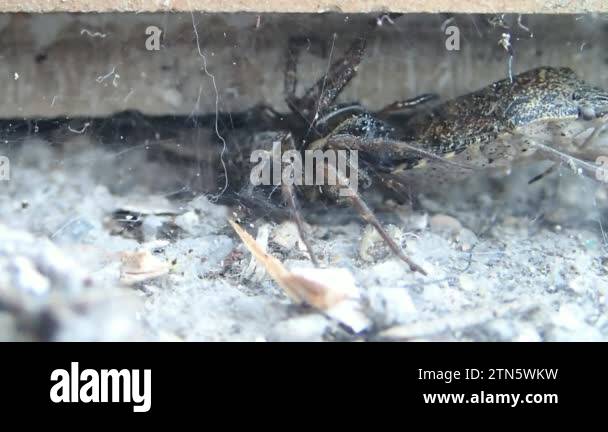 Spider arachnid prey insect Stock Videos & Footage - HD and 4K Video ...