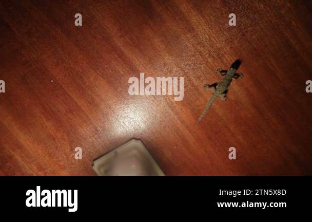 Gecko sitting on the ceiling and hunts on small insects. Bali ...