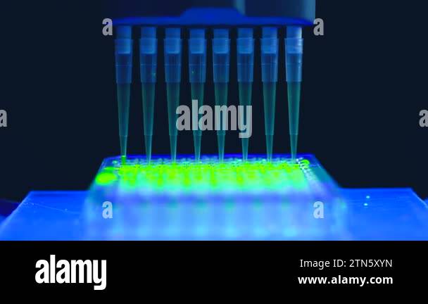 Multi channel pipette withdrawing green fluorophore compound solution ...