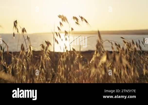 Yellow ears corn blowing in Stock Videos & Footage - HD and 4K Video ...