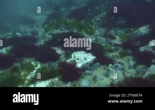Underwater video in cold clear water of the Southern Ocean in ...