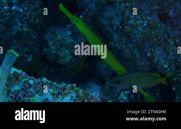 Coral reef habitats Stock Videos & Footage - HD and 4K Video Clips - Alamy