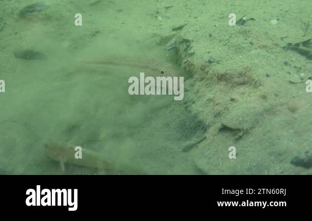 Inhabitants of the anchor trail: Red mullet (Mullus barbatus) is ...