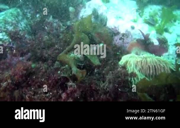 Underwater video in cold clear water of the Southern Ocean in ...