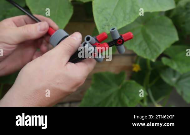 Drip irrigation installation. process of assembling a drip irrigation ...