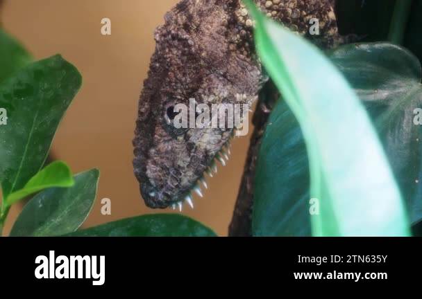 False chameleon Stock Videos & Footage - HD and 4K Video Clips - Alamy