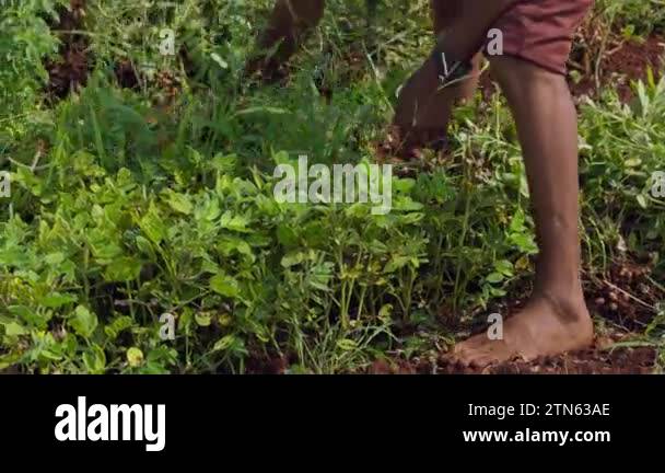 Closeup of hands harvests fresh peanuts by pulling and uprooting peanut ...