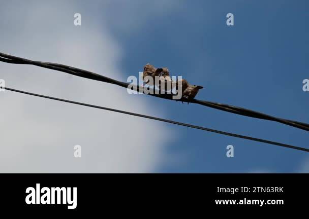Bird on power cable Stock Videos & Footage - HD and 4K Video Clips - Alamy