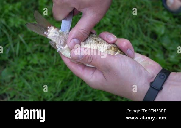 Man hands with sharp knife scrub scales of a wild crucian carp outdoor ...