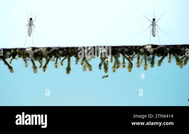 Mosquito larva in water new hatch baby born disease Dengue fever larvae ...
