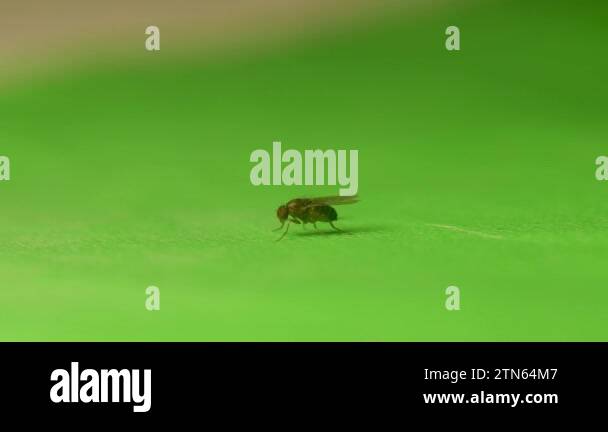 Fruit fly red eyes drosophila Stock Videos & Footage - HD and 4K Video ...