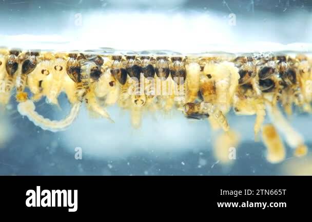 Mosquito larva in water new hatch baby born disease Dengue fever larvae ...