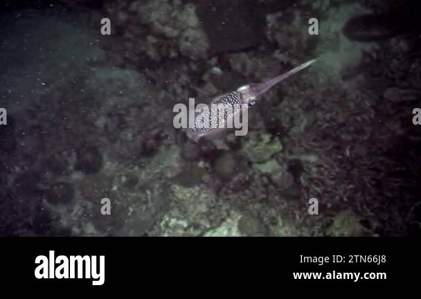 Cuttlefish species Stock Videos & Footage - HD and 4K Video Clips - Alamy