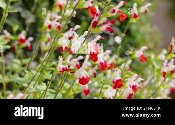 Blossom of hot lips plant Stock Videos & Footage - HD and 4K Video ...
