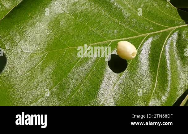 Madhuca Longifolia flower. It is part of a traditional Indian food ...
