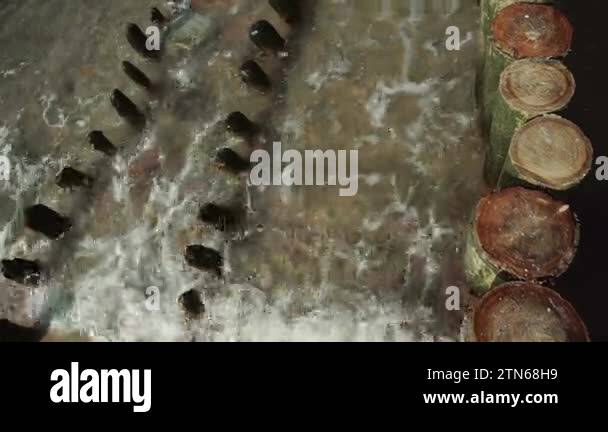 Cast poles Stock Videos & Footage - HD and 4K Video Clips - Alamy