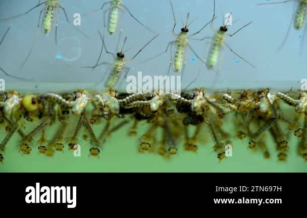 mosquito larva many Mosquitoes Culex larvae under water insect Breeding ...