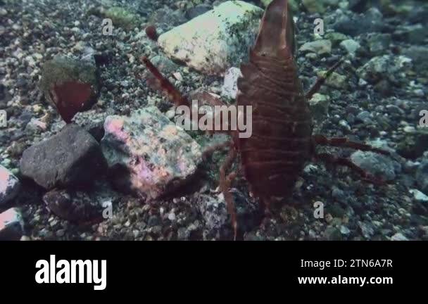 Underwater video in cold clear water of the Southern Ocean in ...