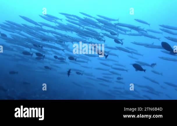 French Polynesia mesmerizing underwater world boasts some of most ...