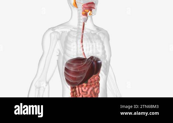 The digestive system includes the mouth, pharynx (throat), esophagus ...
