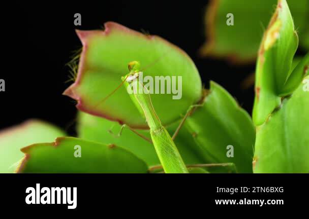 Mantis. Praying mantis sits on leaves on a black background. Praying ...