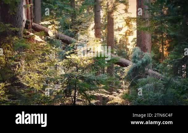 Pollen spores Stock Videos & Footage - HD and 4K Video Clips - Alamy