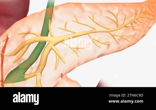Pancreas Anatomy, Pancreatic duct 3d animation Stock Video Footage - Alamy