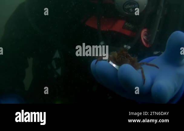 Underwater video in cold clear water of the Arctic Ocean and floating ...