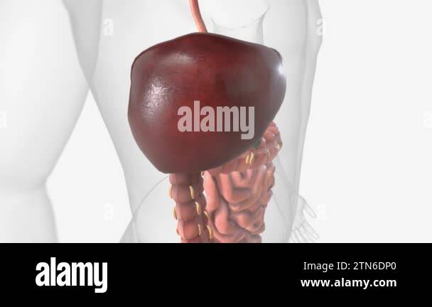 The liver is located in the upper right-hand portion of the abdominal ...