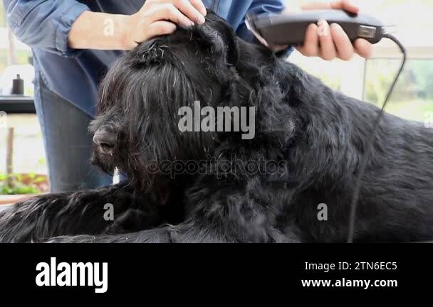 Schnauzer giant Stock Videos & Footage - HD and 4K Video Clips - Alamy