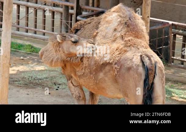 Back of a camel Stock Videos & Footage - HD and 4K Video Clips - Alamy