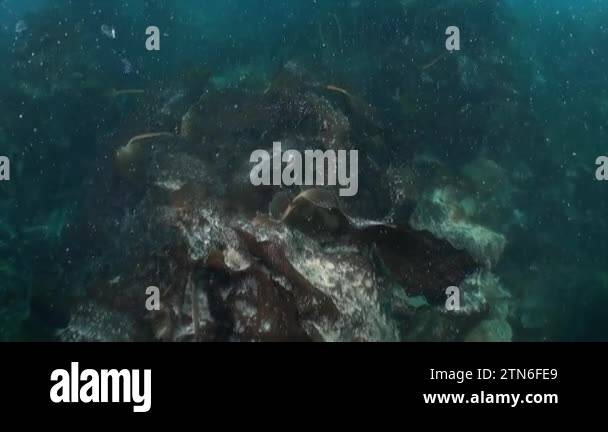 Underwater arctic landscape video in cold clear water of the Arctic ...