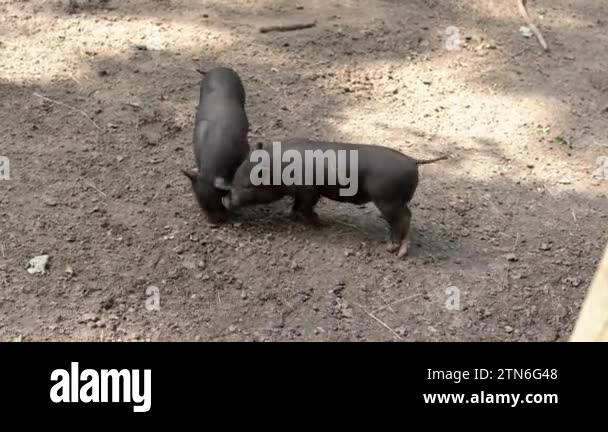 Living in farm Stock Videos & Footage - HD and 4K Video Clips - Alamy