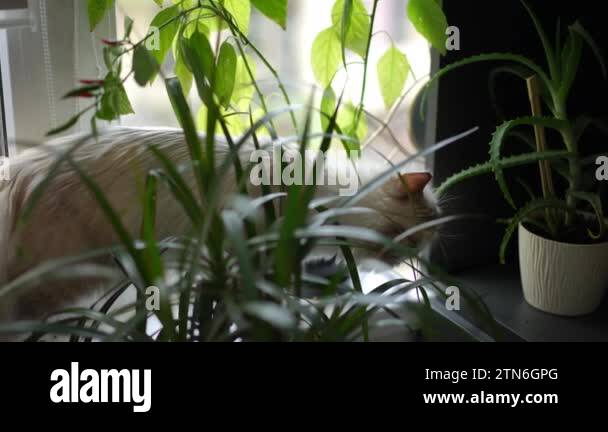Domestic cat plant chewing Stock Videos & Footage - HD and 4K Video ...
